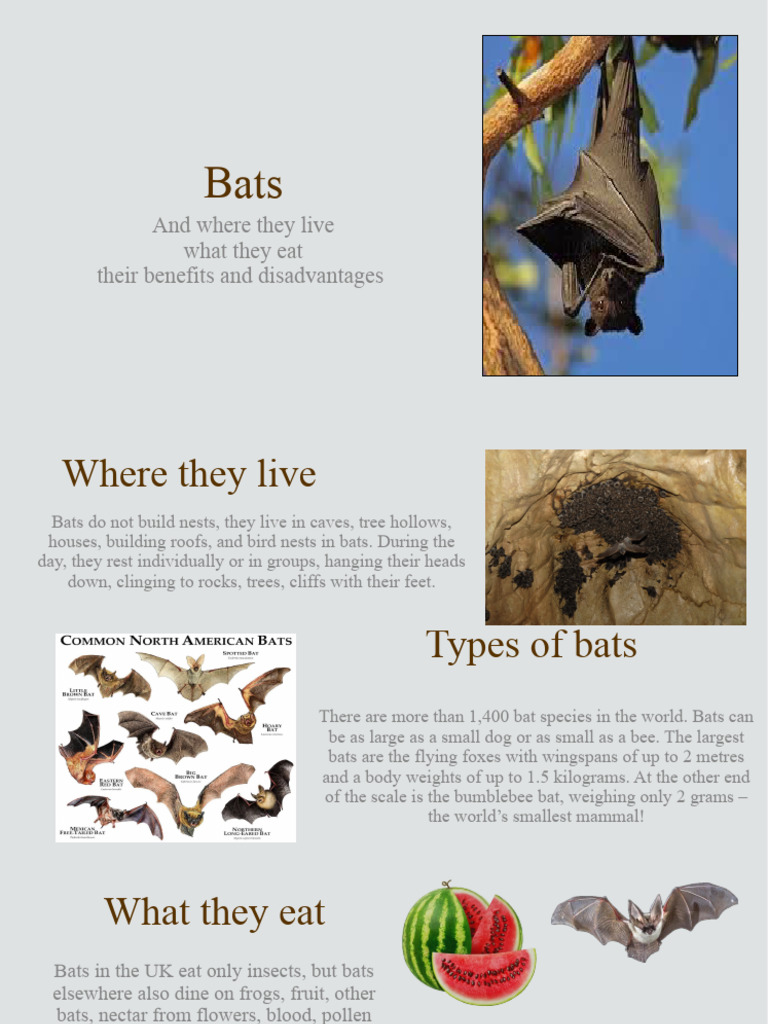 Bats | PDF