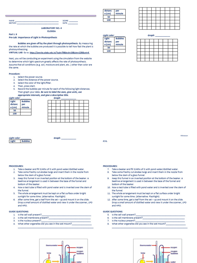Lab Activity 4 Elodea | PDF | Photosynthesis | Cell (Biology) Lab Activity 4 Elodea | PDF | Photosynthesis | Cell (Biology)