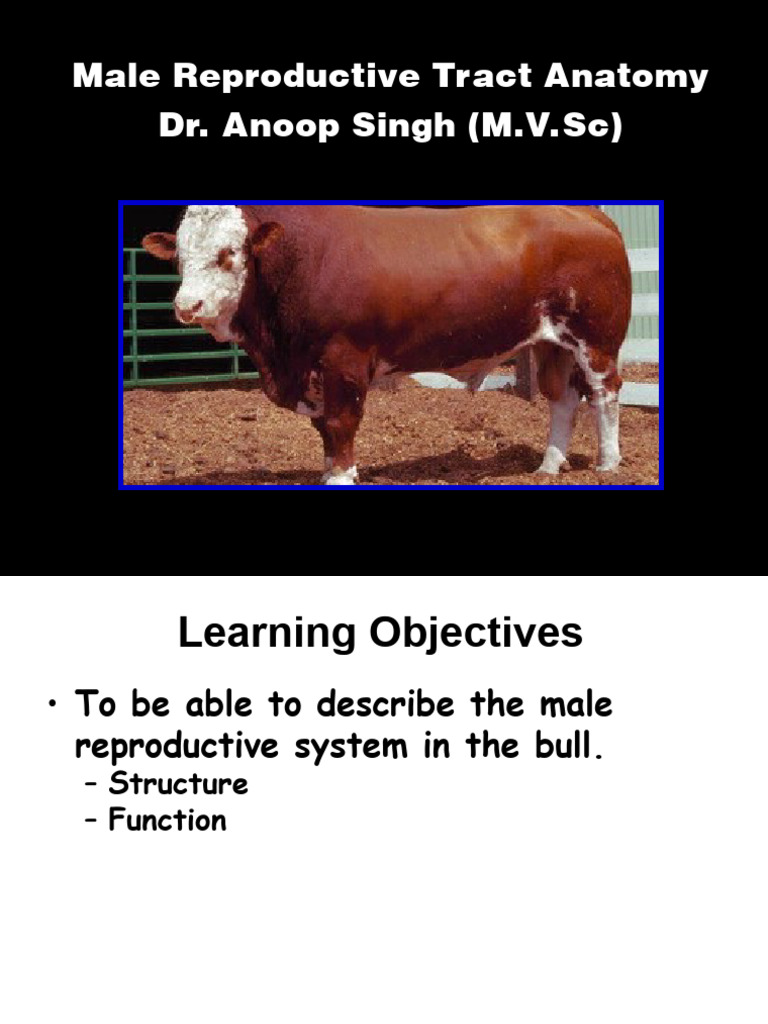 Anatomy of Male Reproductive System | PDF | Testicle | Endocrine System