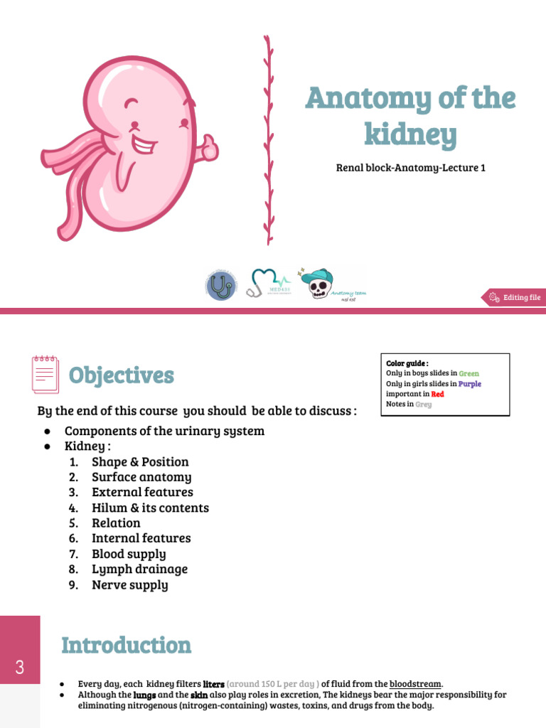 Anatomy of The Kidney Ksumsc | PDF