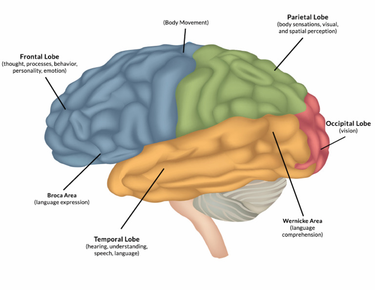 Lobes of The Brain | PDF