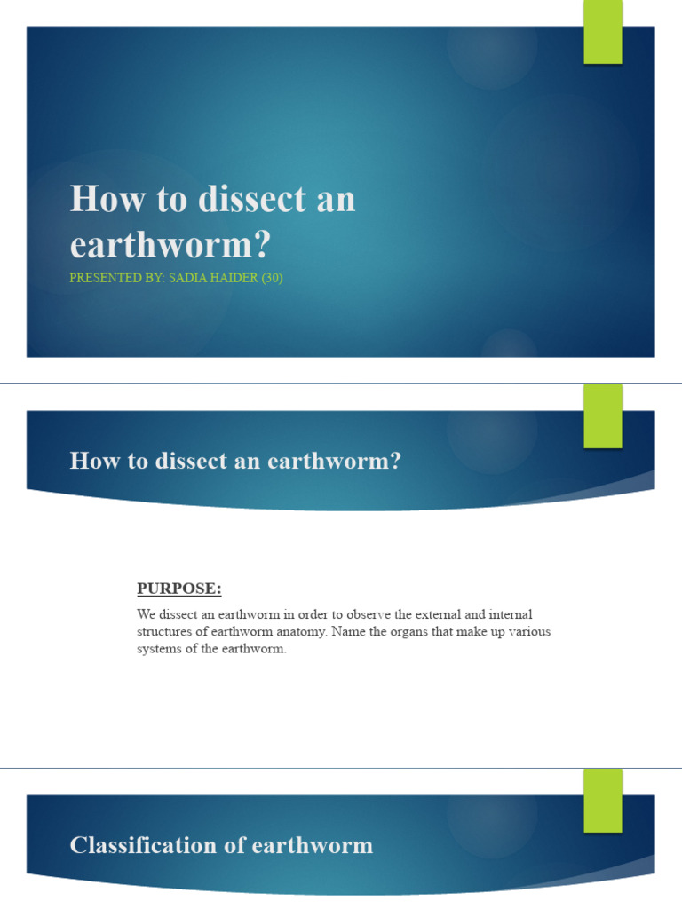 Earthworm | PDF | Anatomy