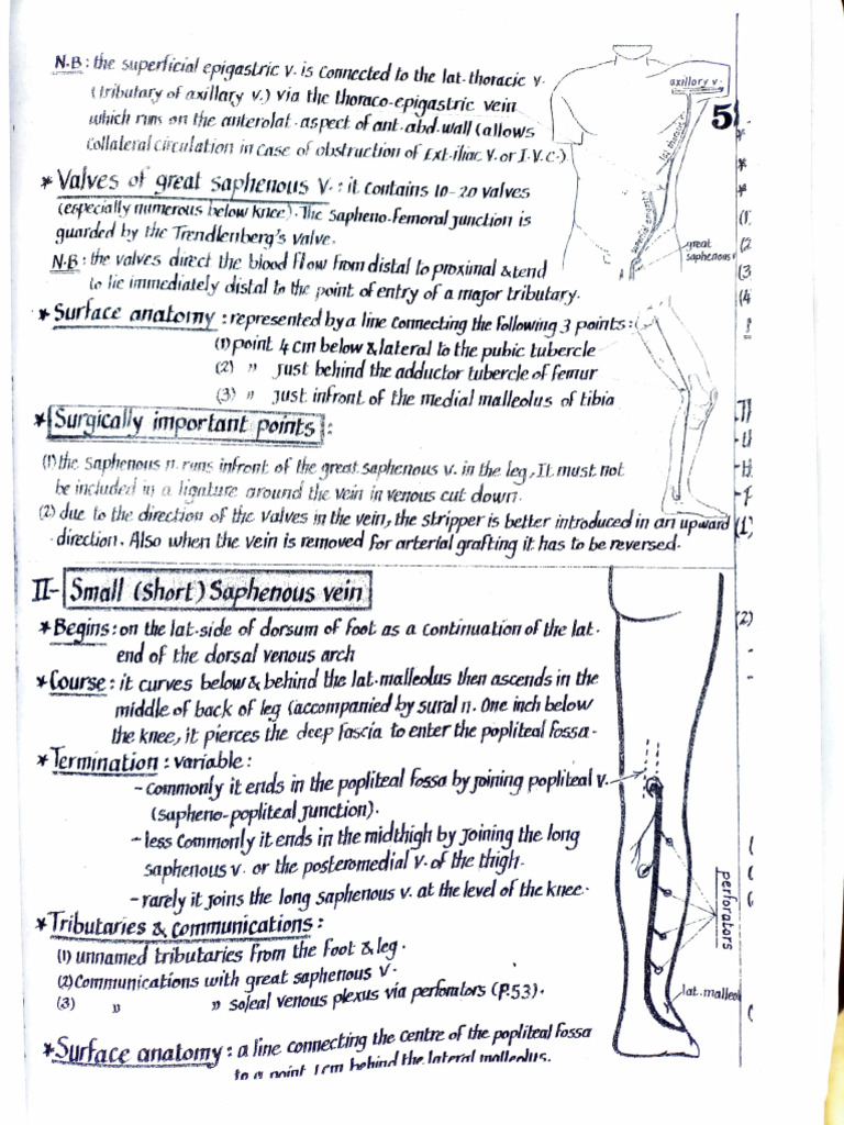 arteries of lower limb | PDF | Human Leg | Lower Limb Anatomy