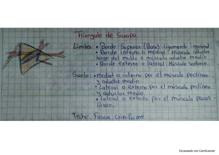 Triangulo Scarpa | PDF