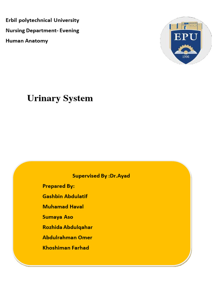 Urinary System | PDF | Urinary System | Kidney