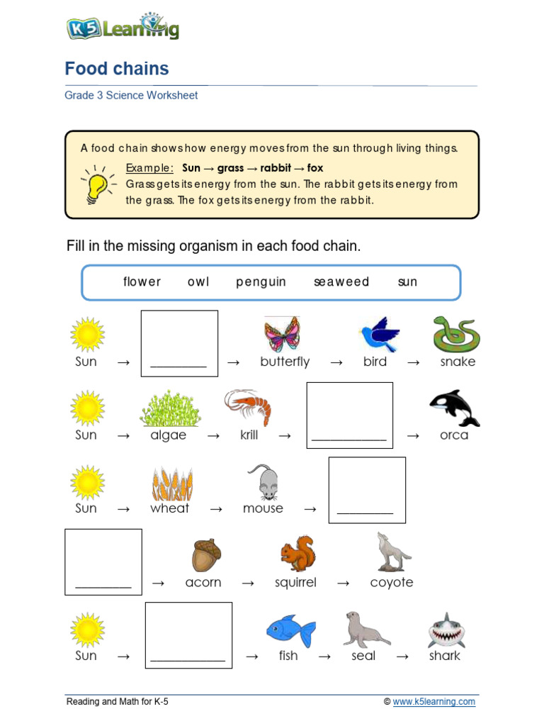 Quiz Food Chains | PDF