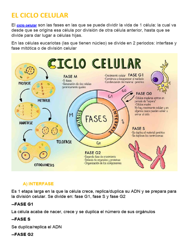 El Ciclo Celular | PDF