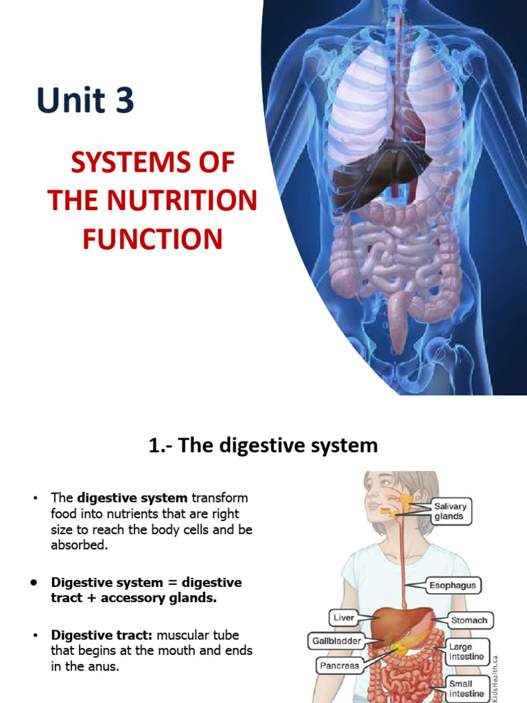 Summary Unit 3. Systems of The Nutrition Function | PDF | Digestion ...