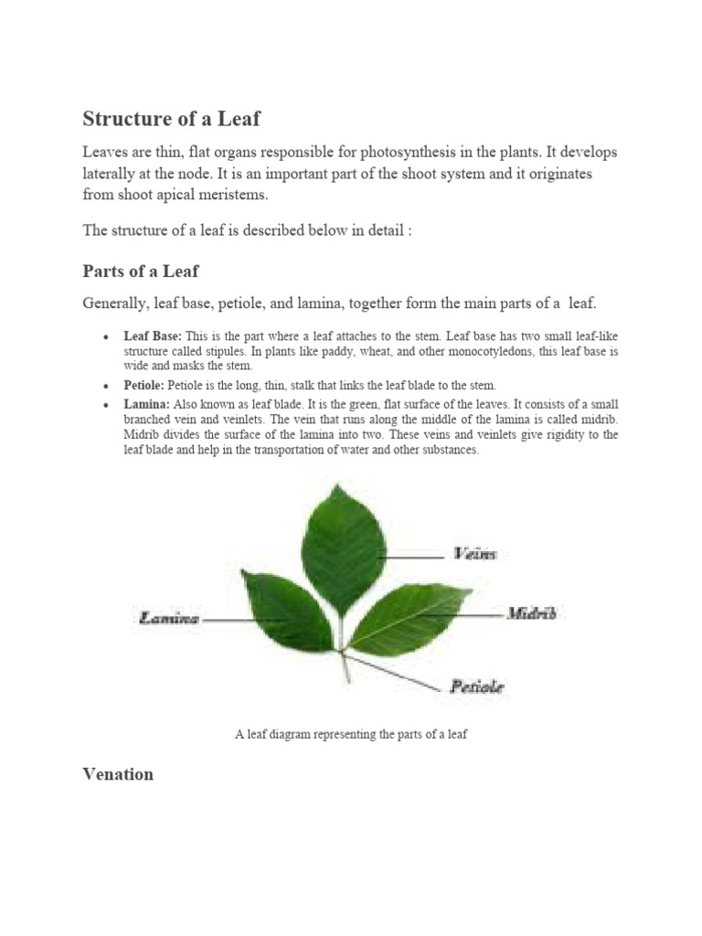 Structure and Parts of a Leaf | PDF
