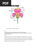 Parts of Gumamela Flower | PDF | Flowers | Petal