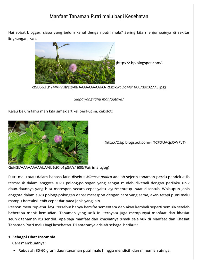 Manfaat Tanaman Putri Malu Bagi Kesehatan | PDF