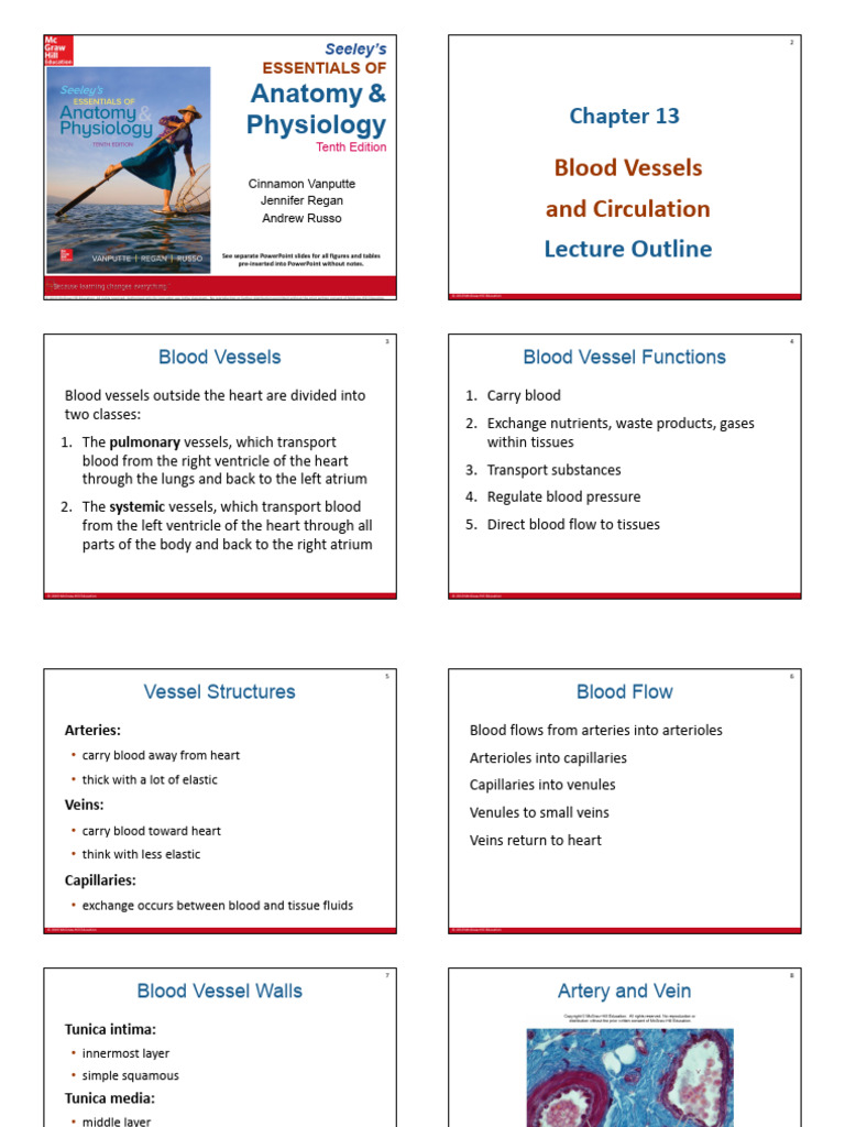 Blood Vessels | PDF | Vein | Aorta
