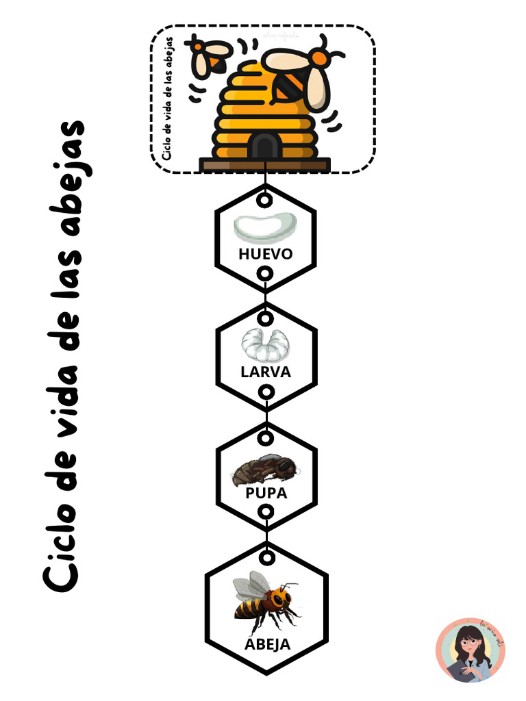 Ciclo de Vida Abejas | PDF