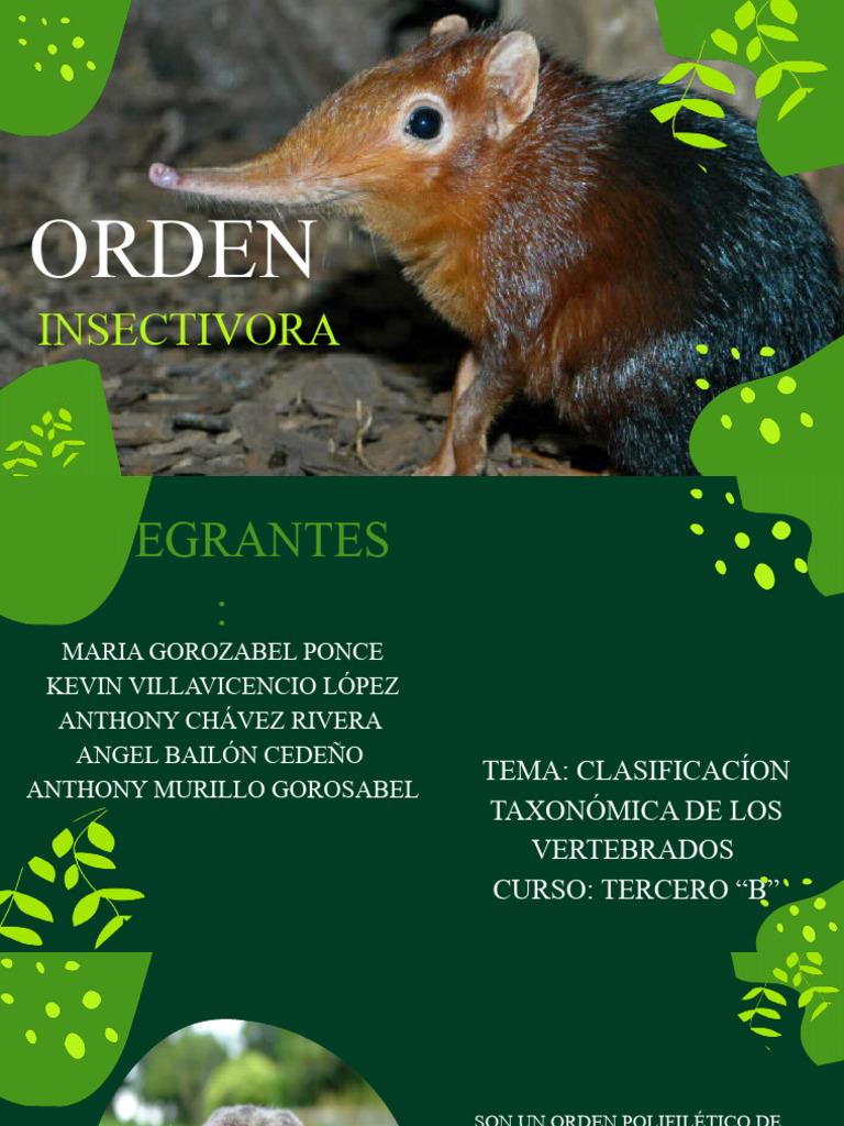 Clasificación Taxonómica de Insectívoros | PDF | Hogar, jardinería y ...