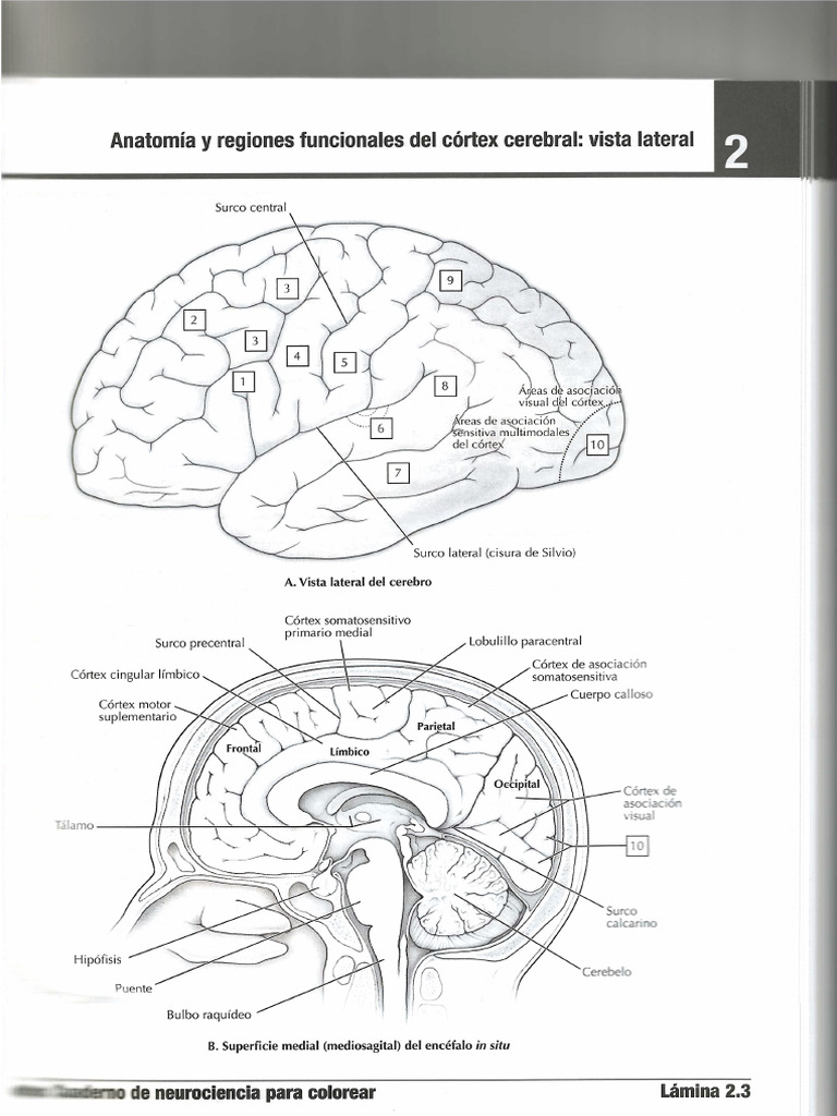 T10.Anatomía y regiones funcionales del córtex cerebral | PDF