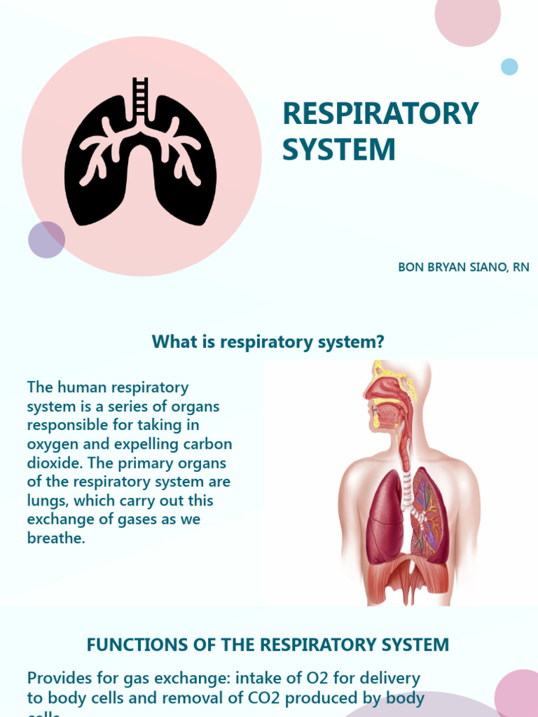 Respiratory System 5 Pdf Lung Respiratory Tract