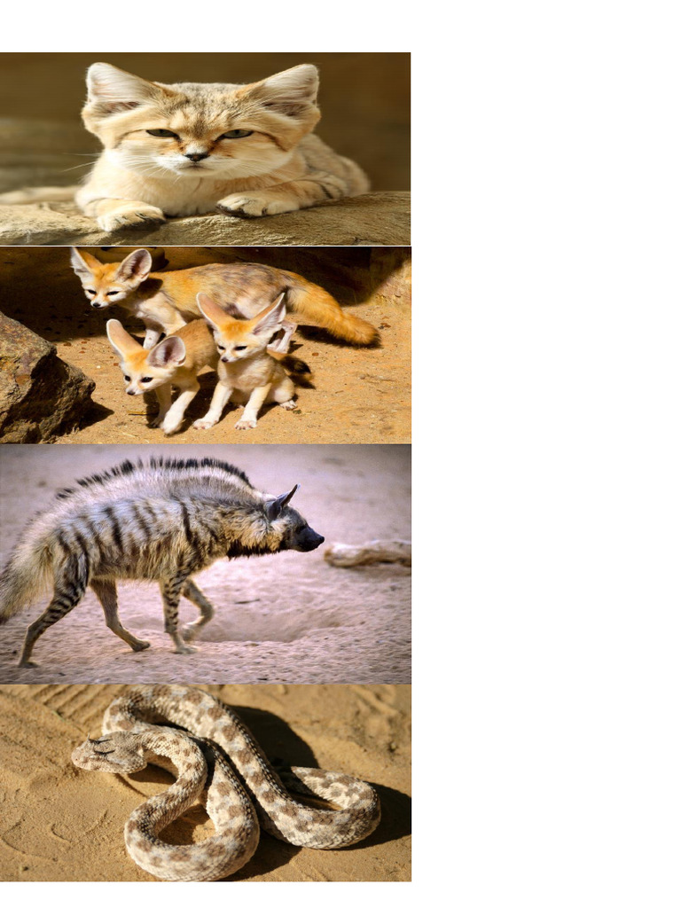 Fauna | PDF