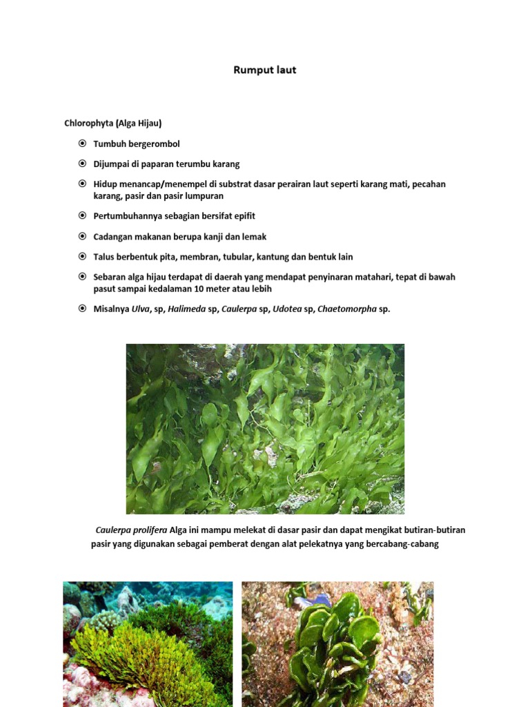 Gambar Rumput Laut | PDF