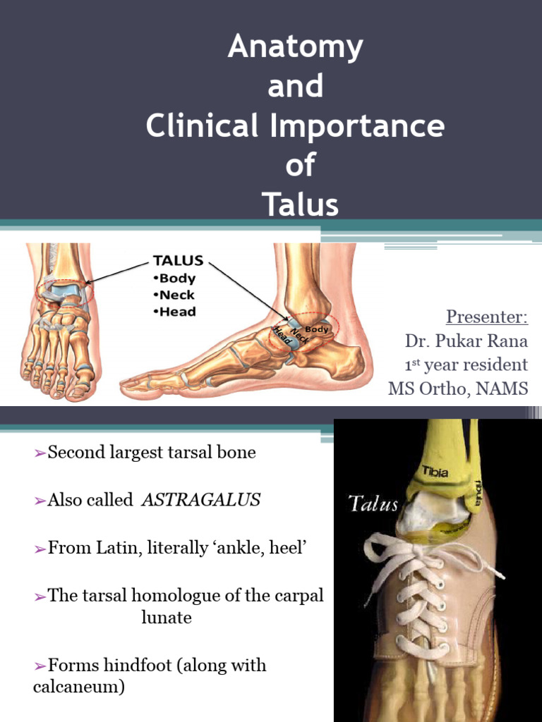 Talus | PDF