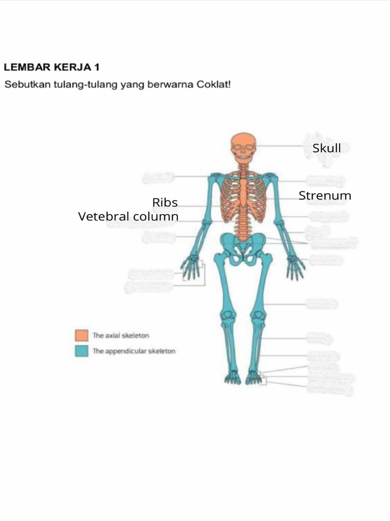 Sistem Rangka Manusia - JPG | PDF