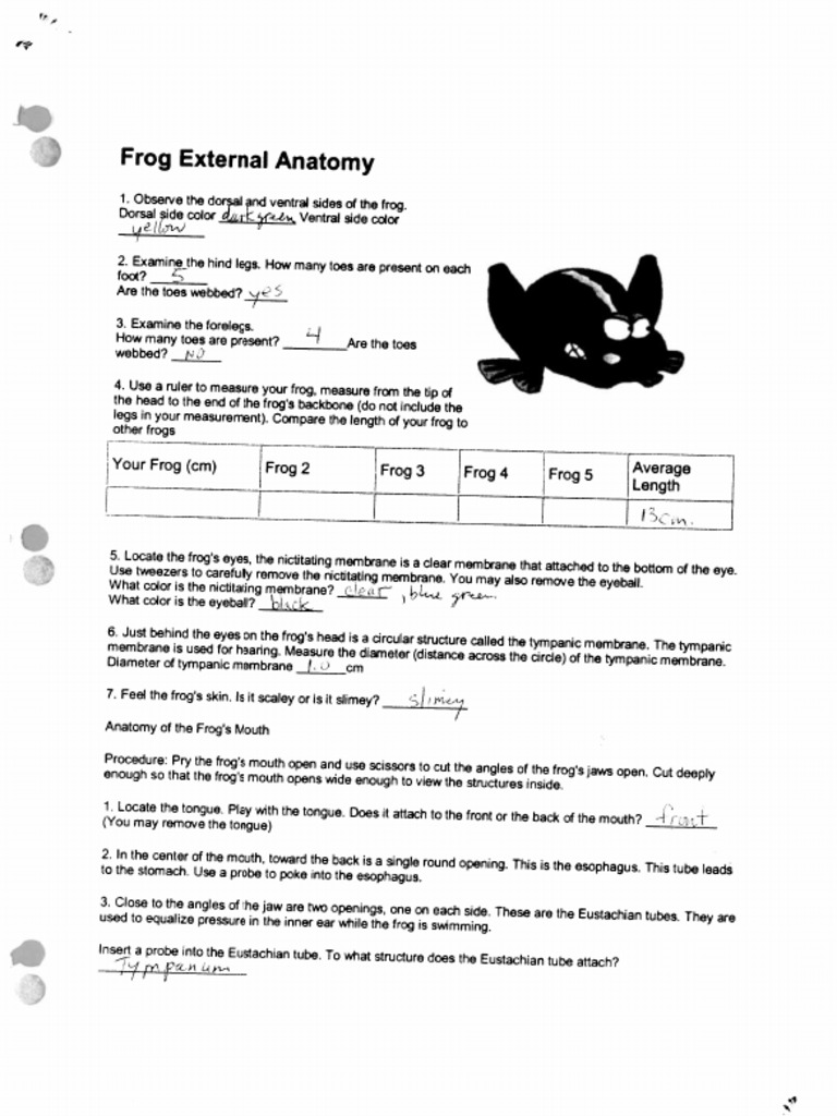 Frog Dissection Answers-1 | PDF