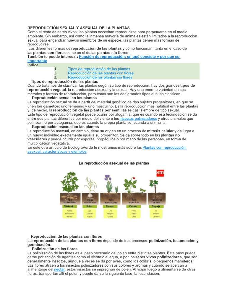 Función de Reproducción: en Qué Consiste y Por Qué Es Importante | Descargar gratis PDF ...