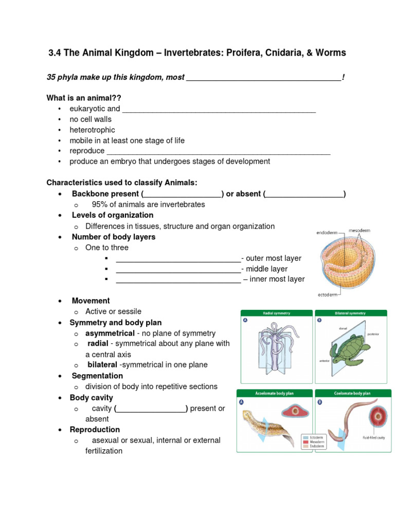 3.4 The Animal Kingdom-Student Sheet | PDF | Invertebrate | Zoology