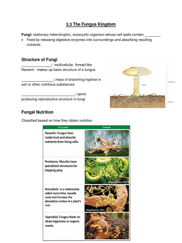 3.3 the Fungus Kingdom-student Sheet | PDF