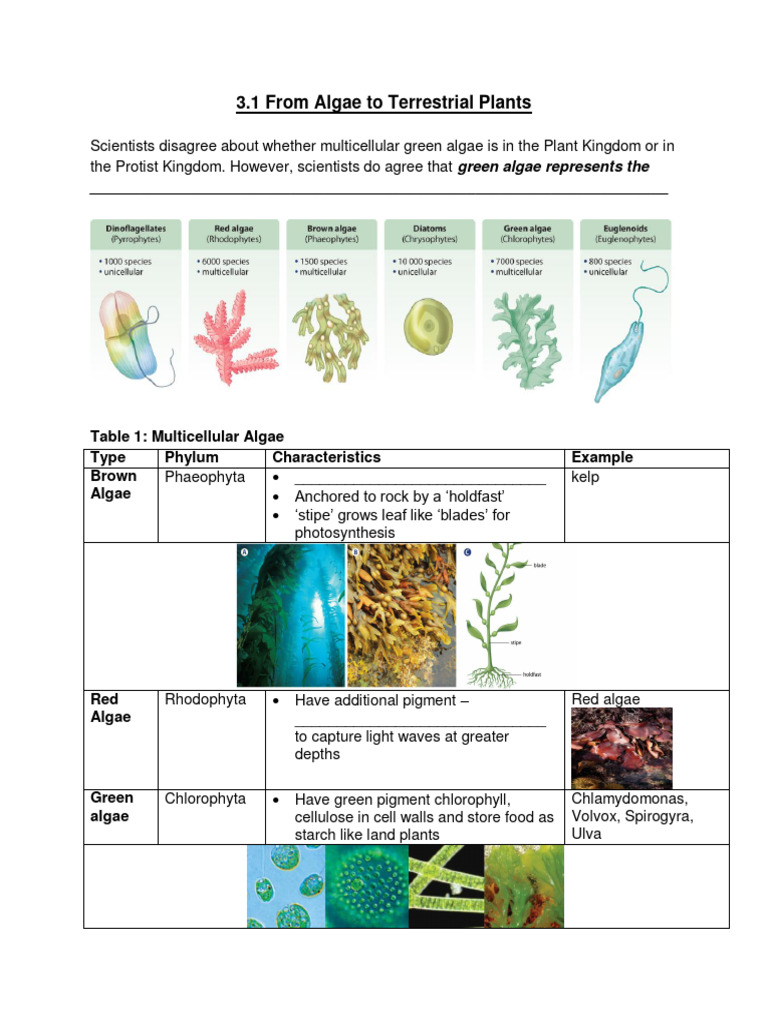 3.1 From Algae To Terrestrial Plants-Student Sheet | PDF | Algae | Plants