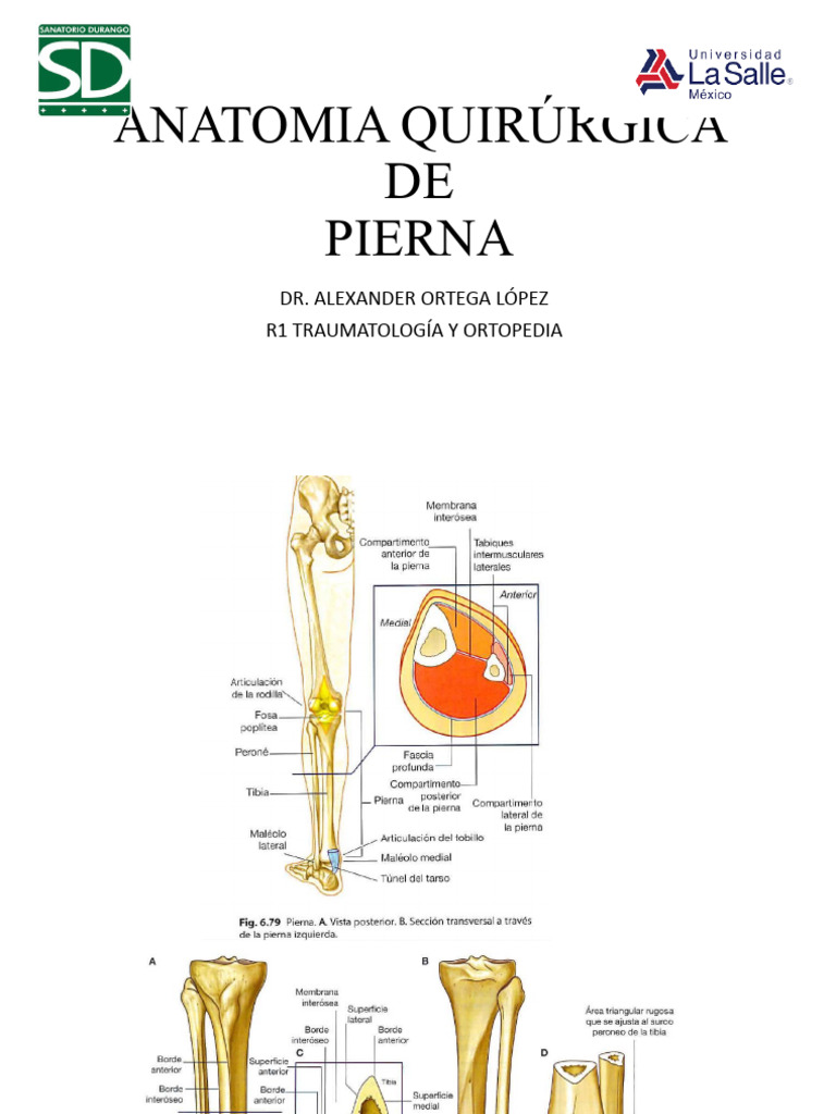Anatomia Quirúrgica de Pierna 1 | PDF