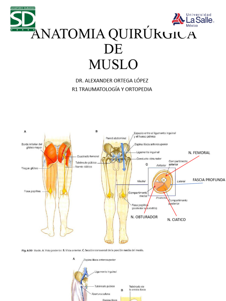 ANATOMIA QUIRÚRGICA DE MUSLO | PDF