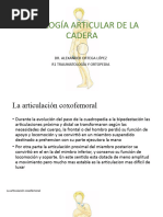 Articulación Coxofemoral | PDF | Rodilla | Anatomía