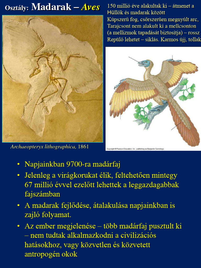 13 Madarak Környezetgazd1 | PDF
