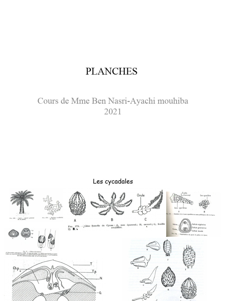 Planches 2021 | PDF | Graine | Fécondation