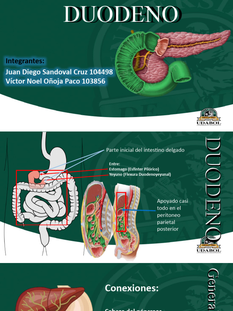 DUODENO | PDF
