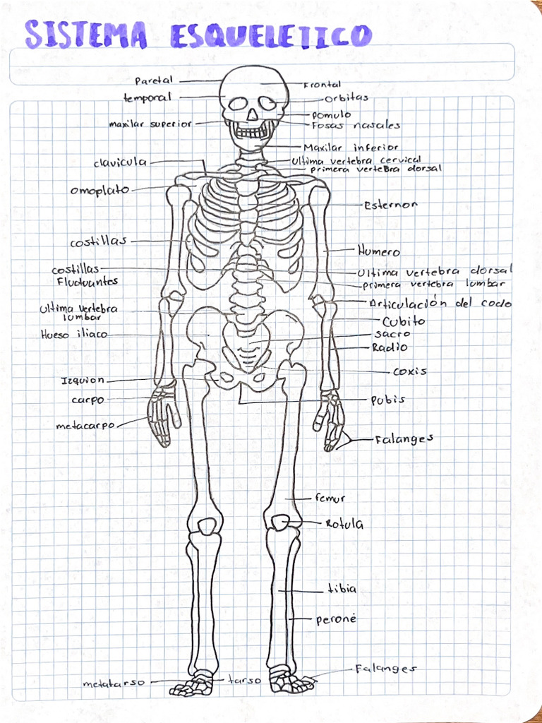 Dibujos esqueleto, anatomía | PDF