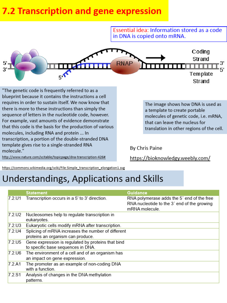 (7.2) Transcription - and - Gene - Expression - AHL - 2023 | Download ...