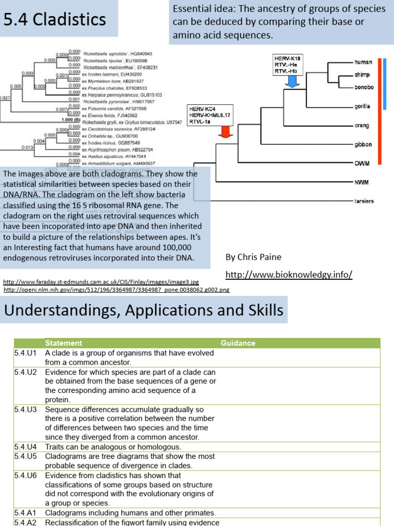 BioK - 5.4 - Cladistics (Edited) - 2022 | PDF | Social Science | Wellness