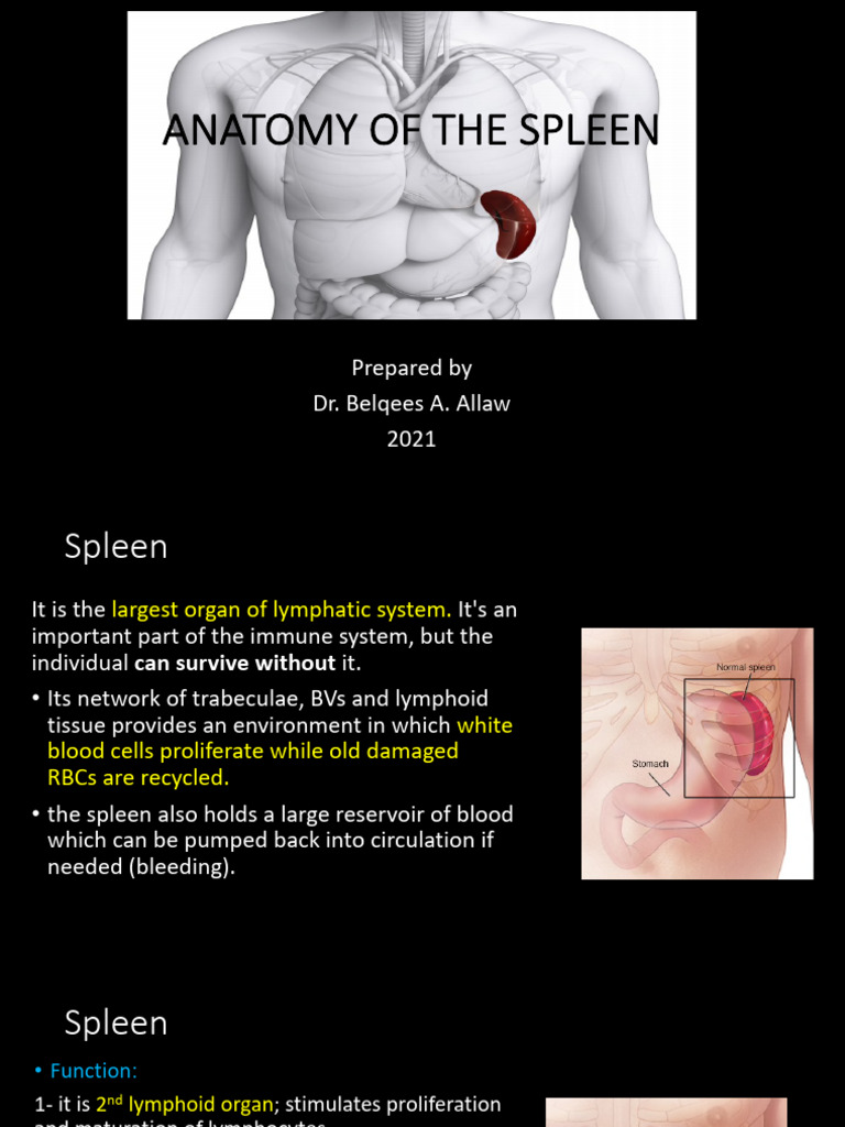 Spleen | PDF | Spleen | Lymphatic System