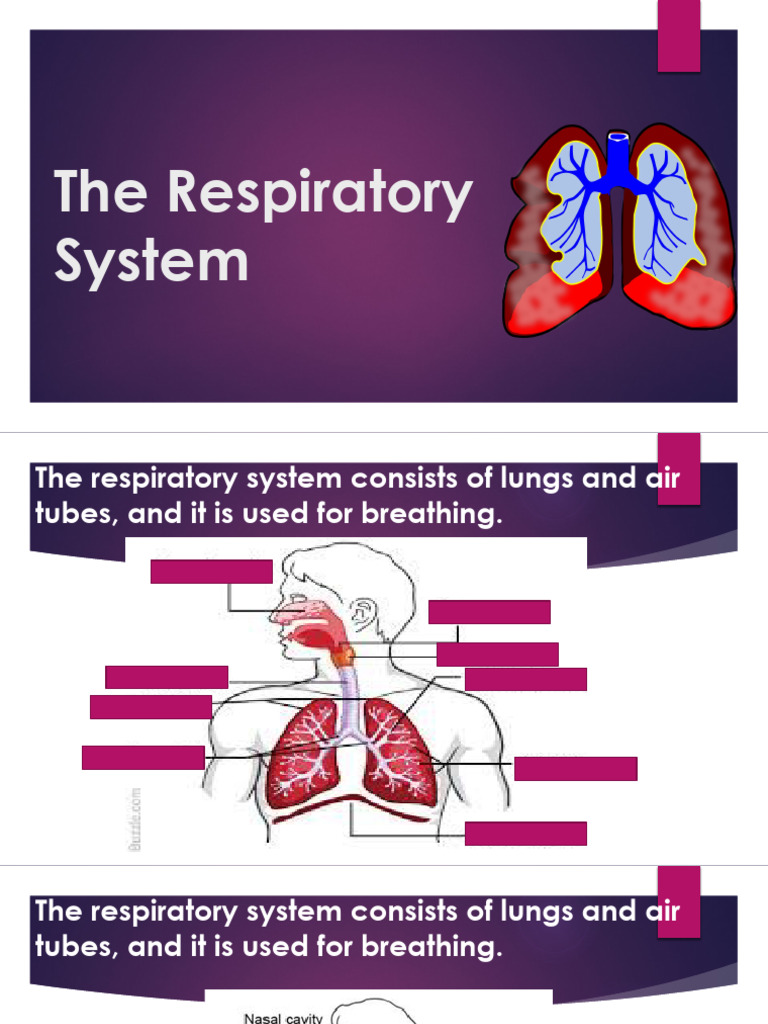 The Respiratory System Notes (1) Changes | PDF | Respiratory Tract ...