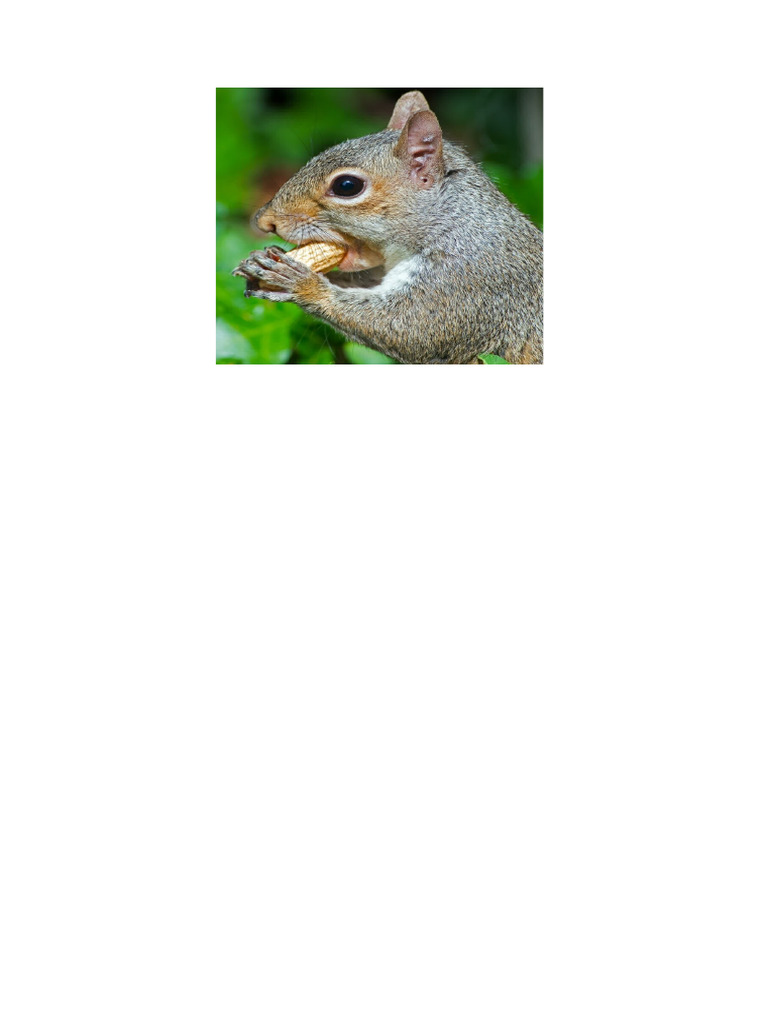 Squirrel | PDF