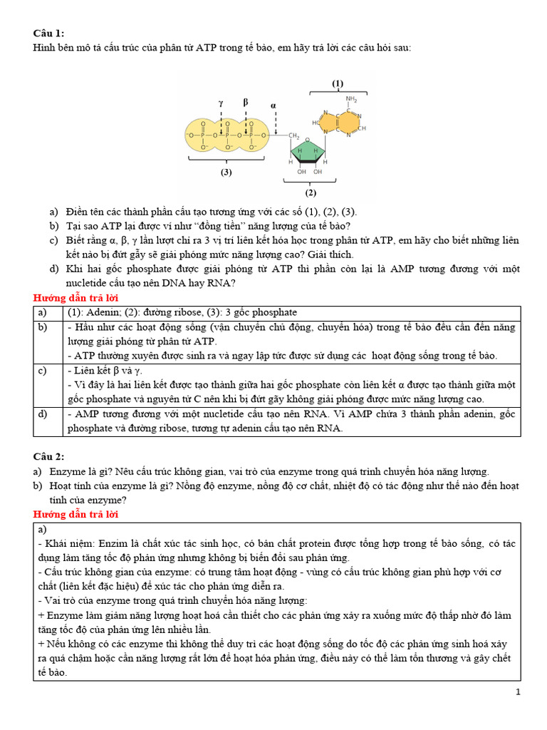 De Cuong Thi HK I Sinh Hoc 10 Dap An | PDF