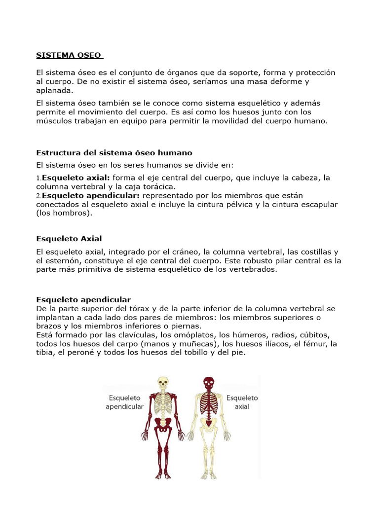 Guía del Sistema Óseo y Muscular | PDF | Músculo esquelético | Esqueleto