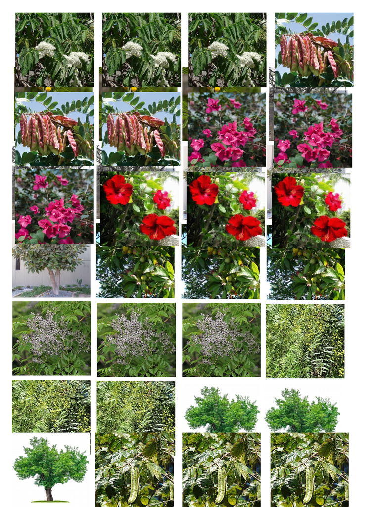 12 Arboles Nativos Del Peru | PDF