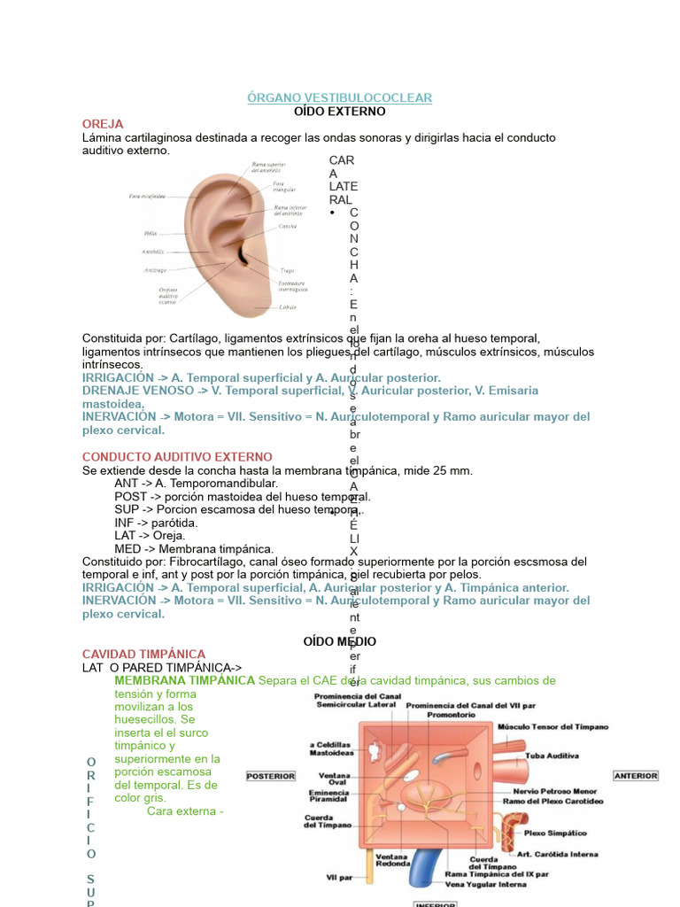 Anatomía del oído humano | PDF | Oído | Cabeza y cuello humanos