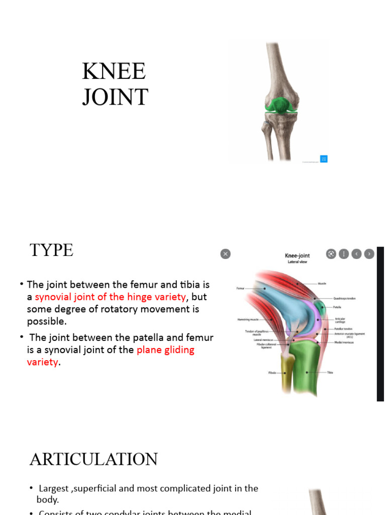 Knee Joint | PDF | Knee | Lower Limb Anatomy
