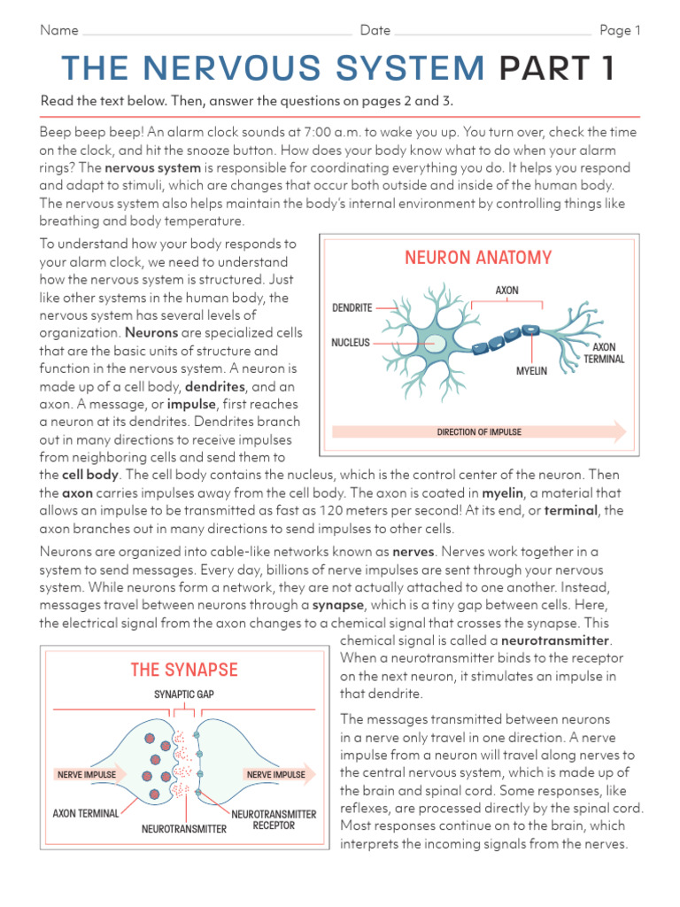 Emergency plan 3 | PDF | Neuron | Nervous System