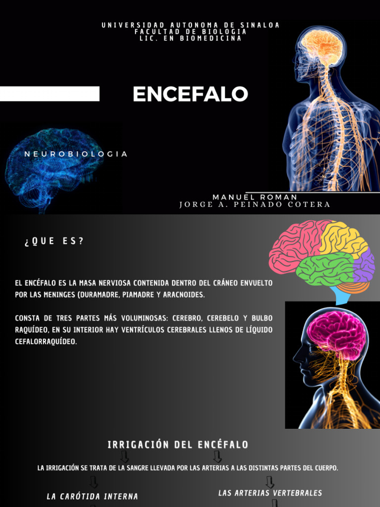 Encéfalo | PDF