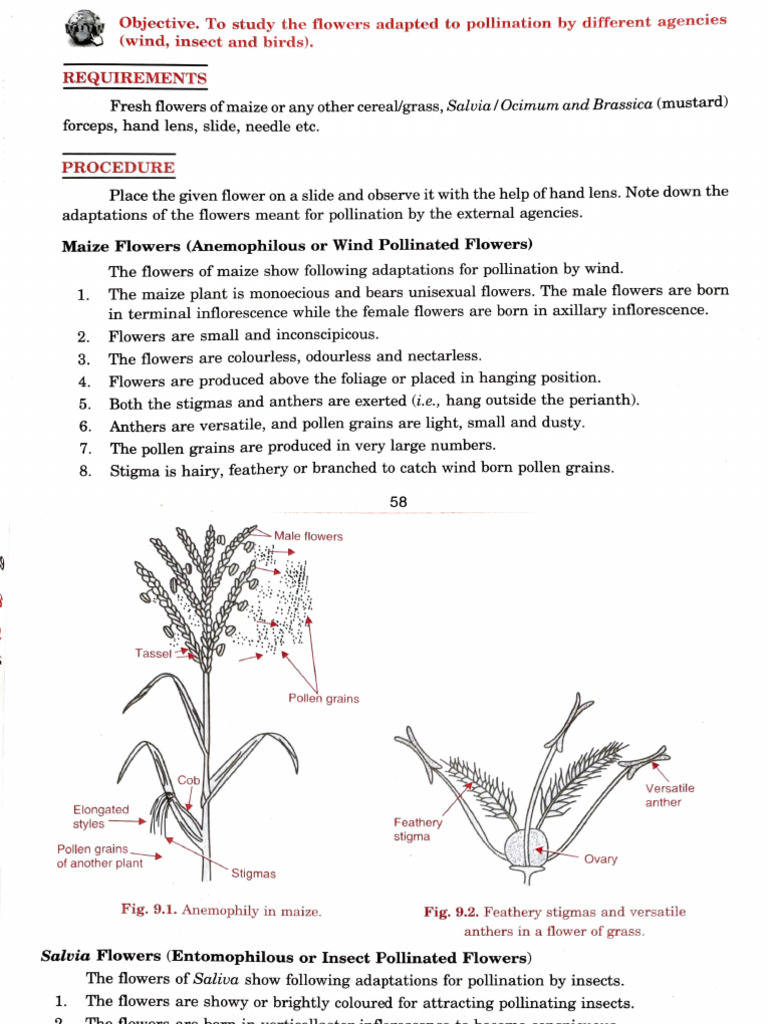 Adaptations of Flowers for Pollination | PDF | Flowers | Pollination
