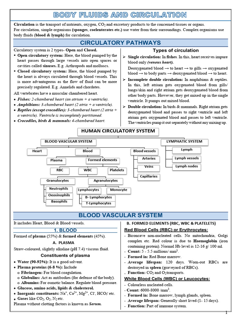 Circulatory Pathways | PDF | Atrium (Heart) | Heart